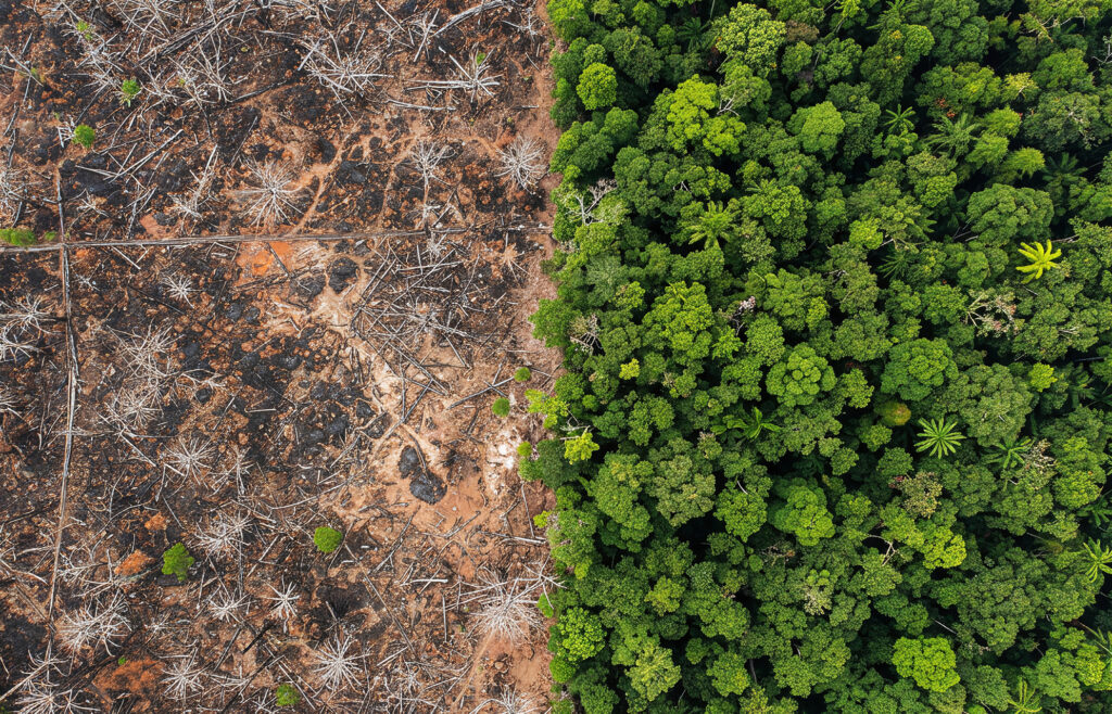 Planting Trees for Climate Action - NORR | Architecture, Engineering ...